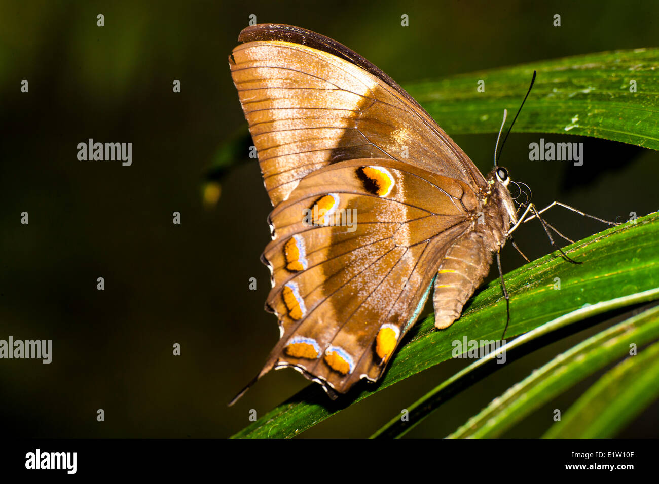 Ulysses Butterfly Blue Mountain Butterfly or the Blue Mountain ...