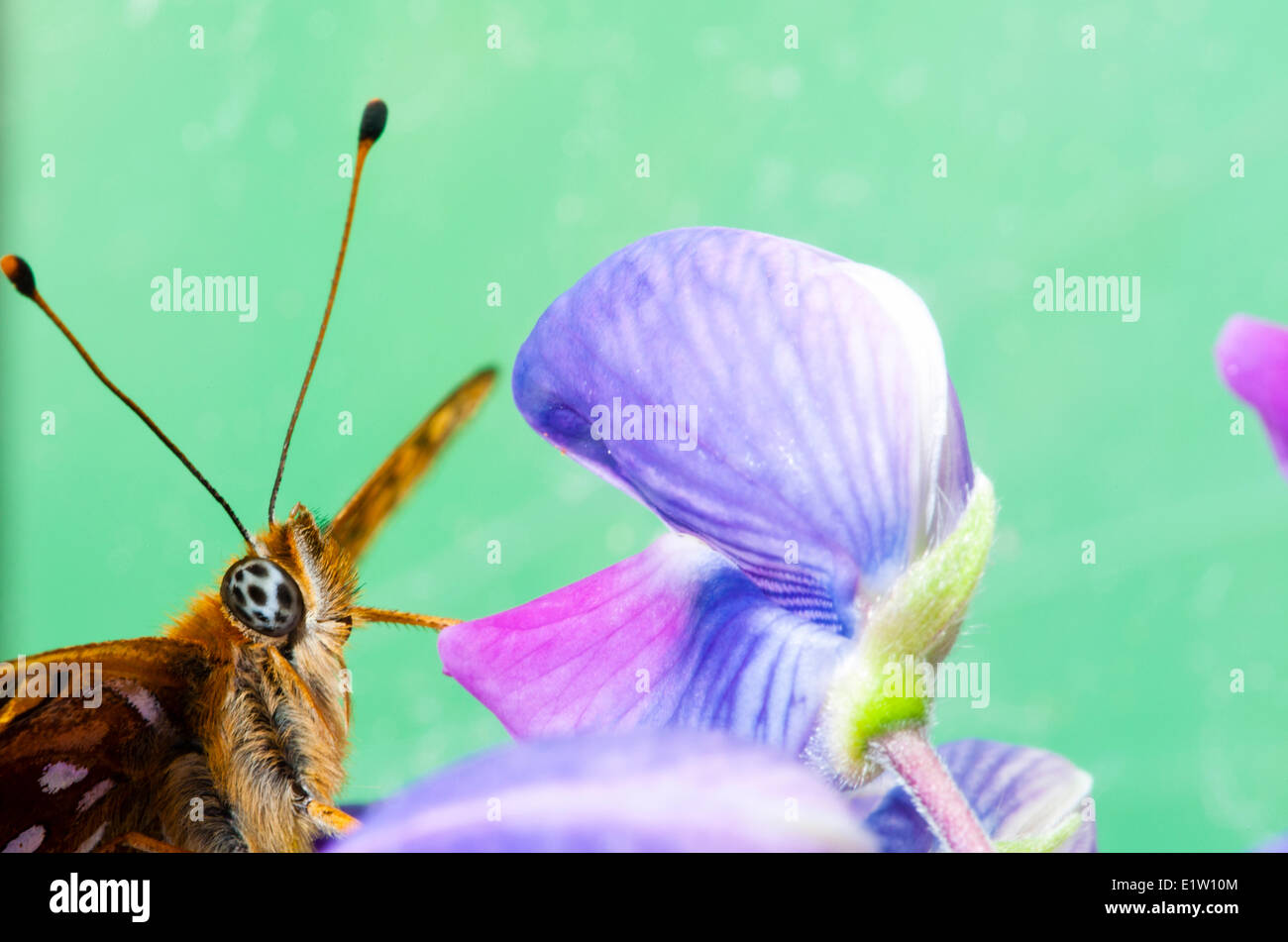 Atlantis Fritillary Butterfly, (Speyeria atlantis), Ventral View Stock ...