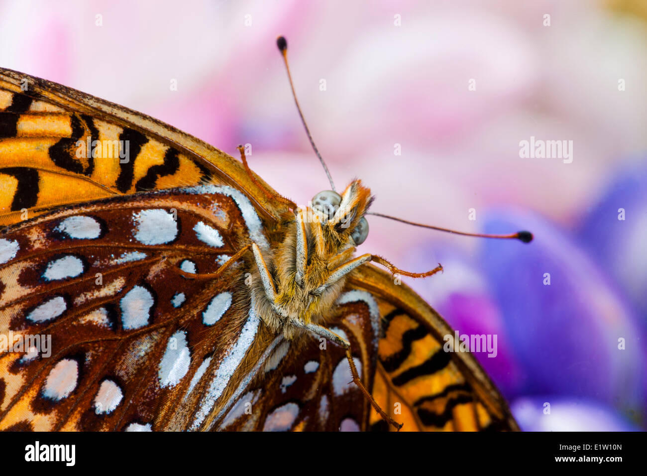 Atlantis Fritillary Butterfly, (Speyeria atlantis), Ventral View Stock ...