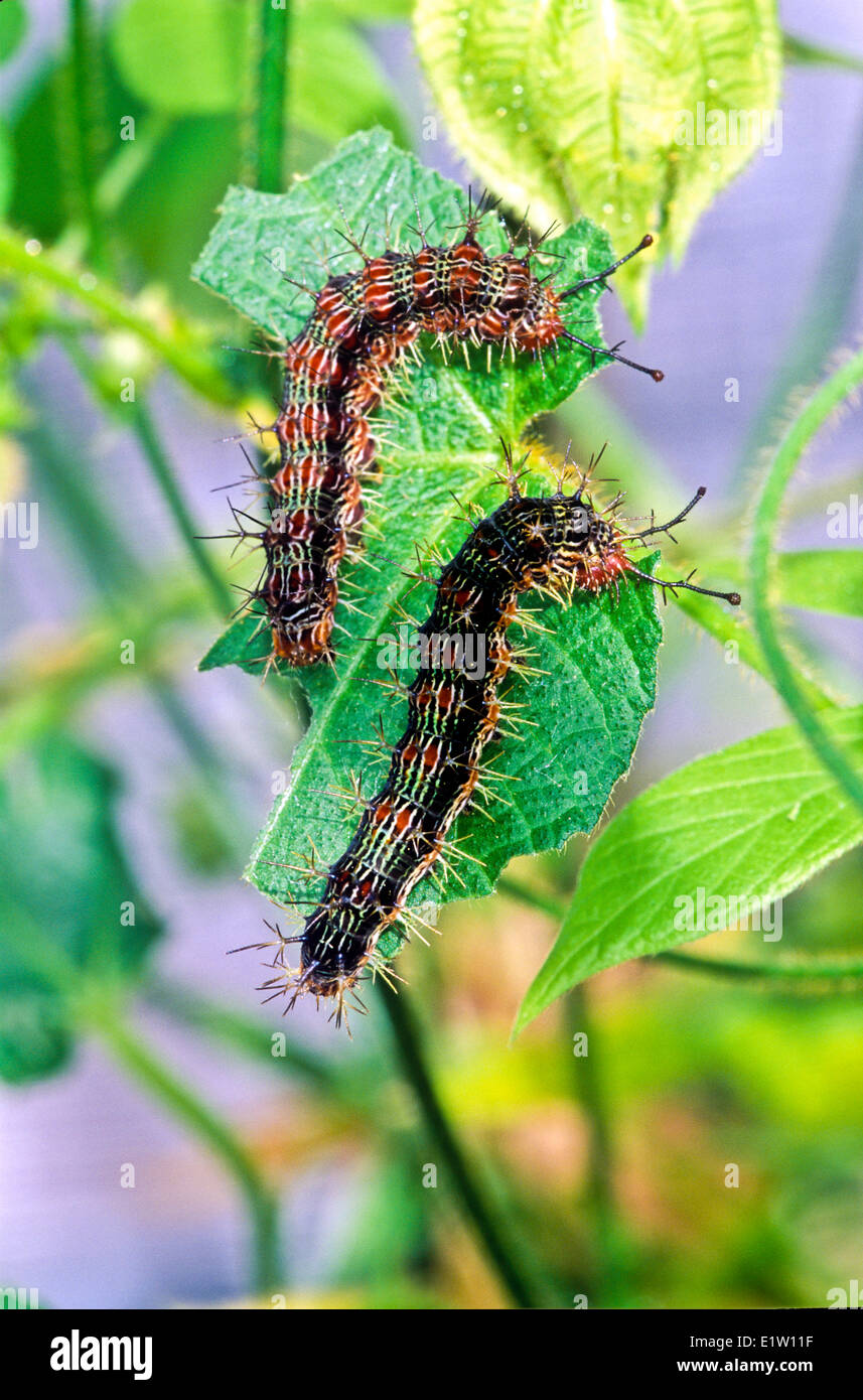 Northern nessaea butterfly larva hi-res stock photography and images ...