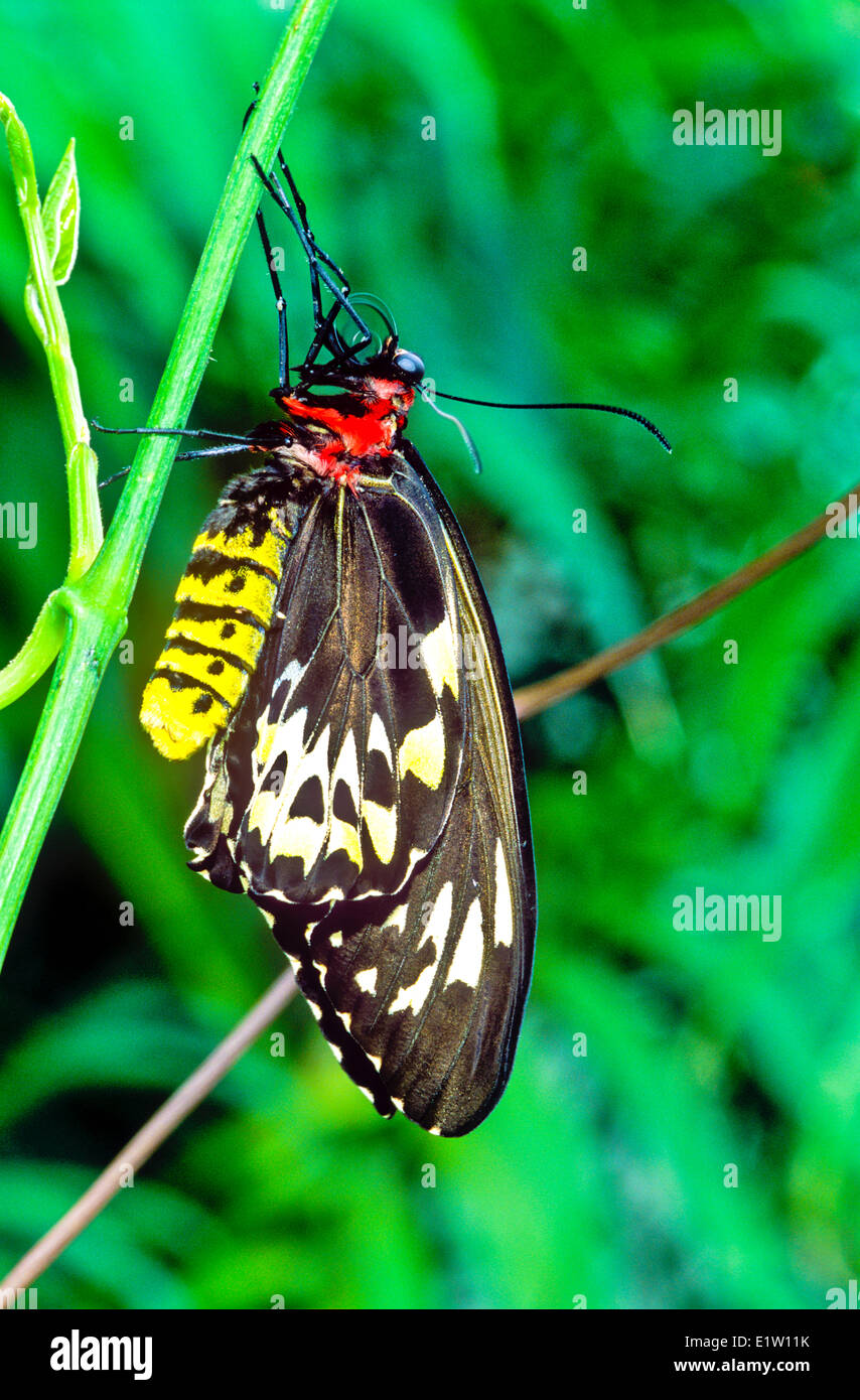 Cairns birdwing female butterfly hi-res stock photography and images ...
