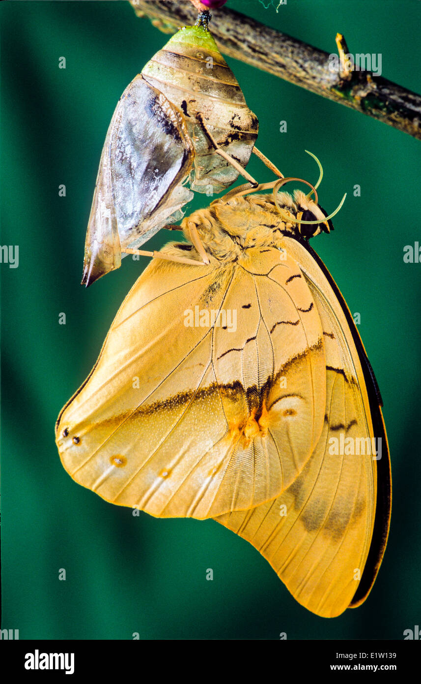 Phaedra hi-res stock photography and images - Alamy