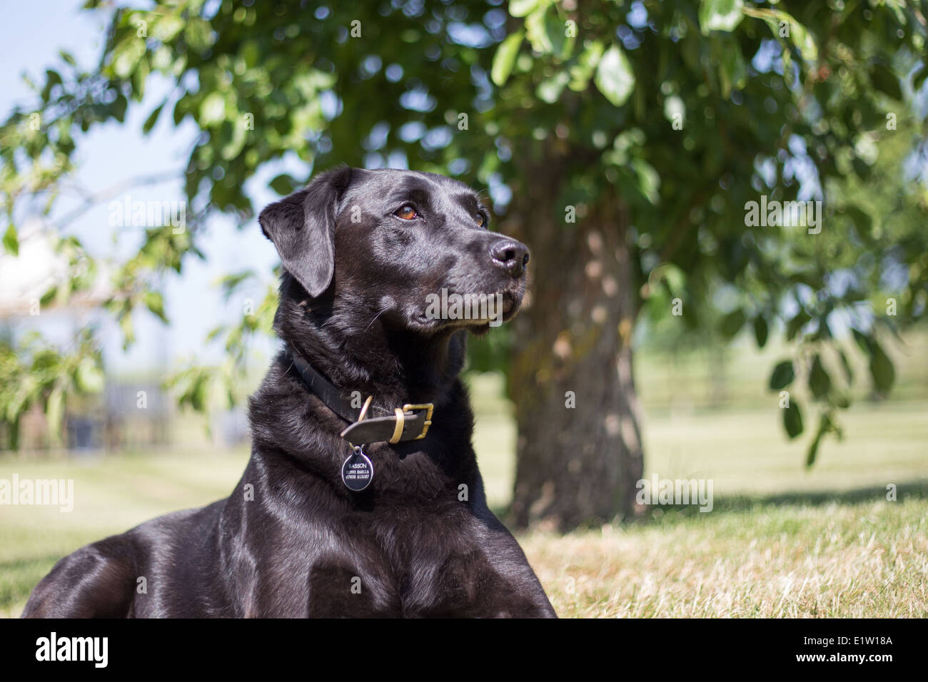 Black labrador under tree hi-res stock photography and images - Alamy