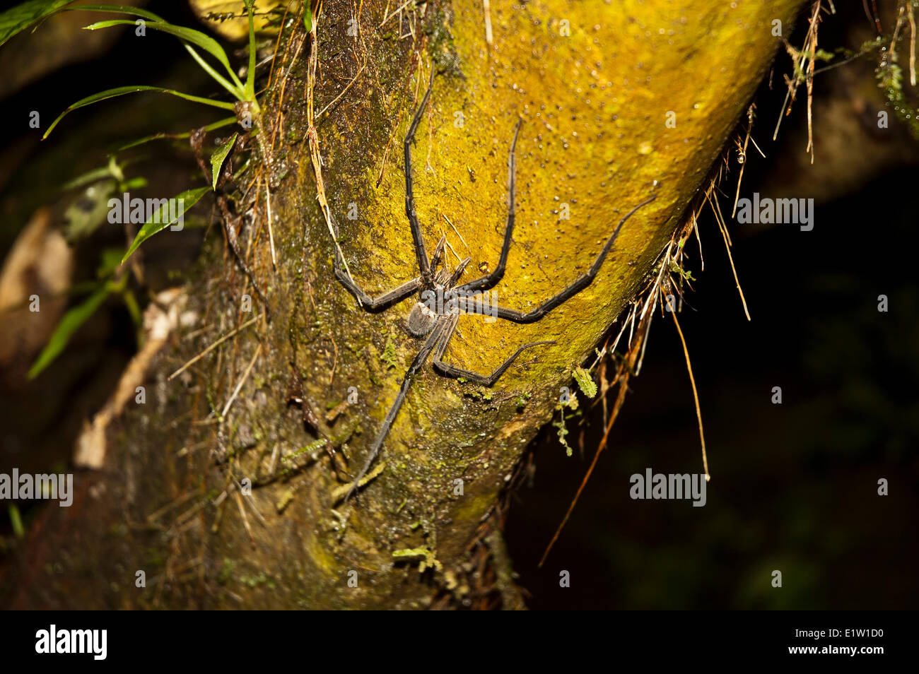 Rain forest spider hi-res stock photography and images - Alamy