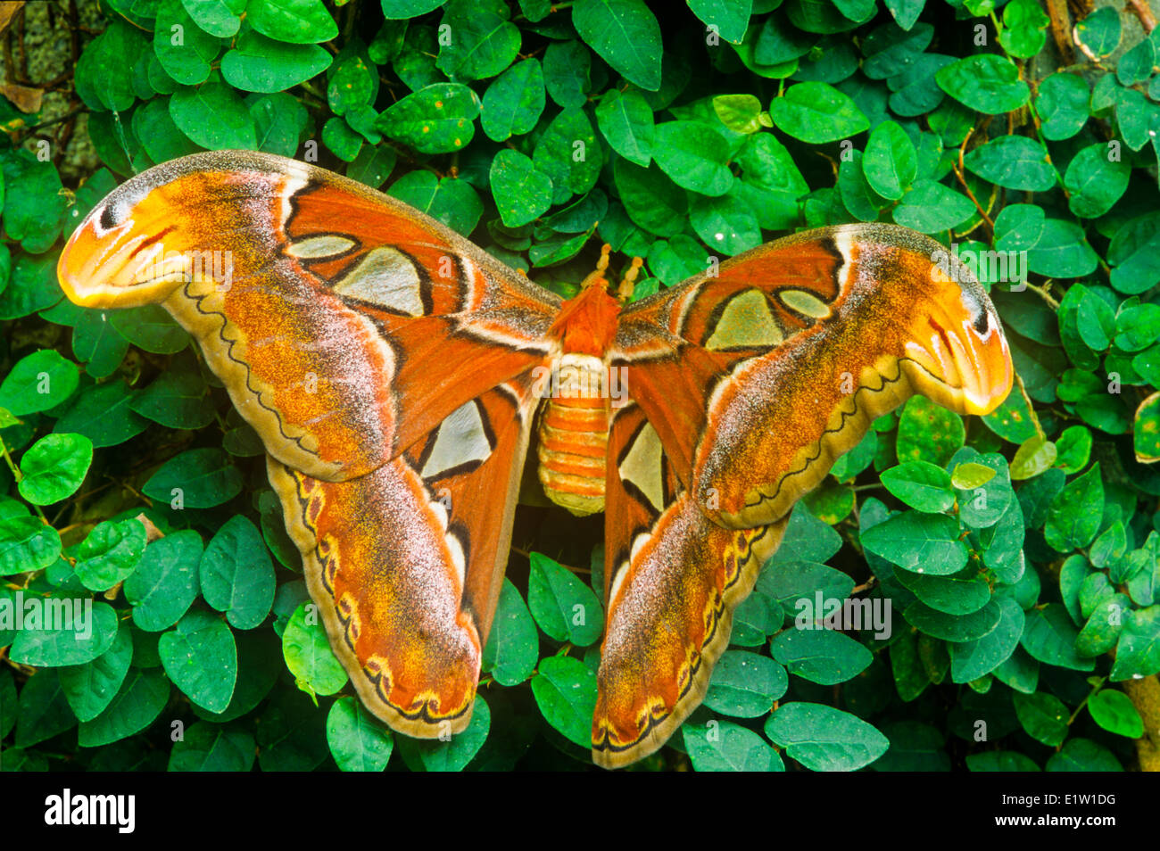 Atlas moth attacus atlas hi-res stock photography and images - Alamy