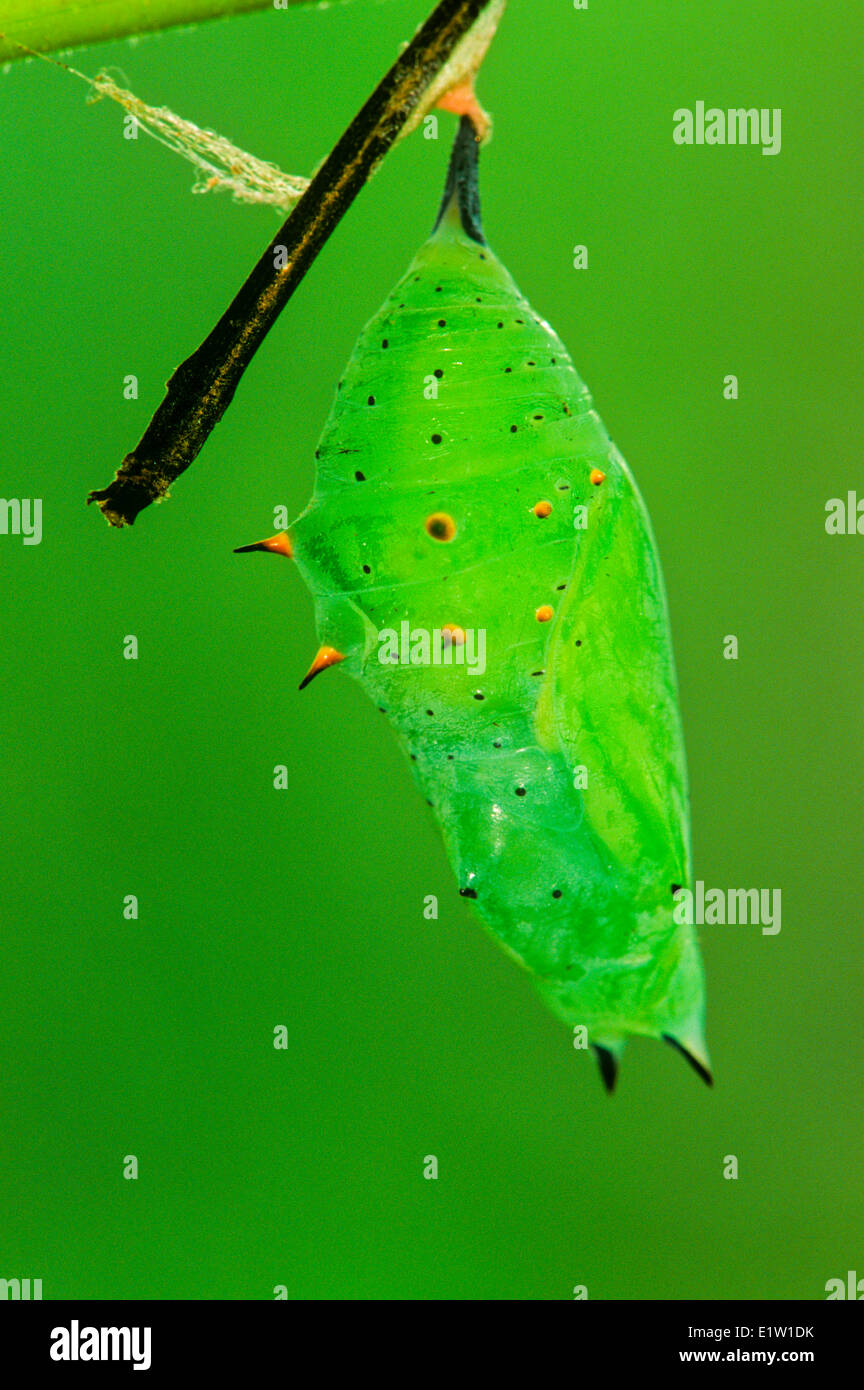 Rusty-tipped Page Butterfly pupa, (Siproeta epaphus epaphus), Central ...