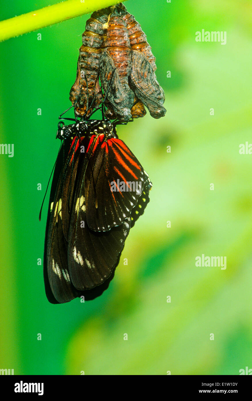 Doris longwing Butterfles, Doris Butterflies, (Heliconius doris ...