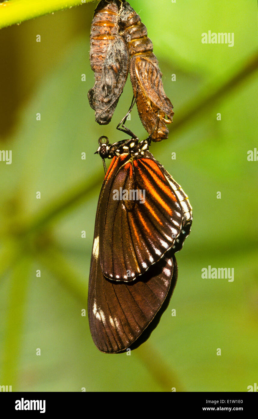 Doris longwing Butterfly, Doris Butterfly, (Heliconius doris), emerging ...