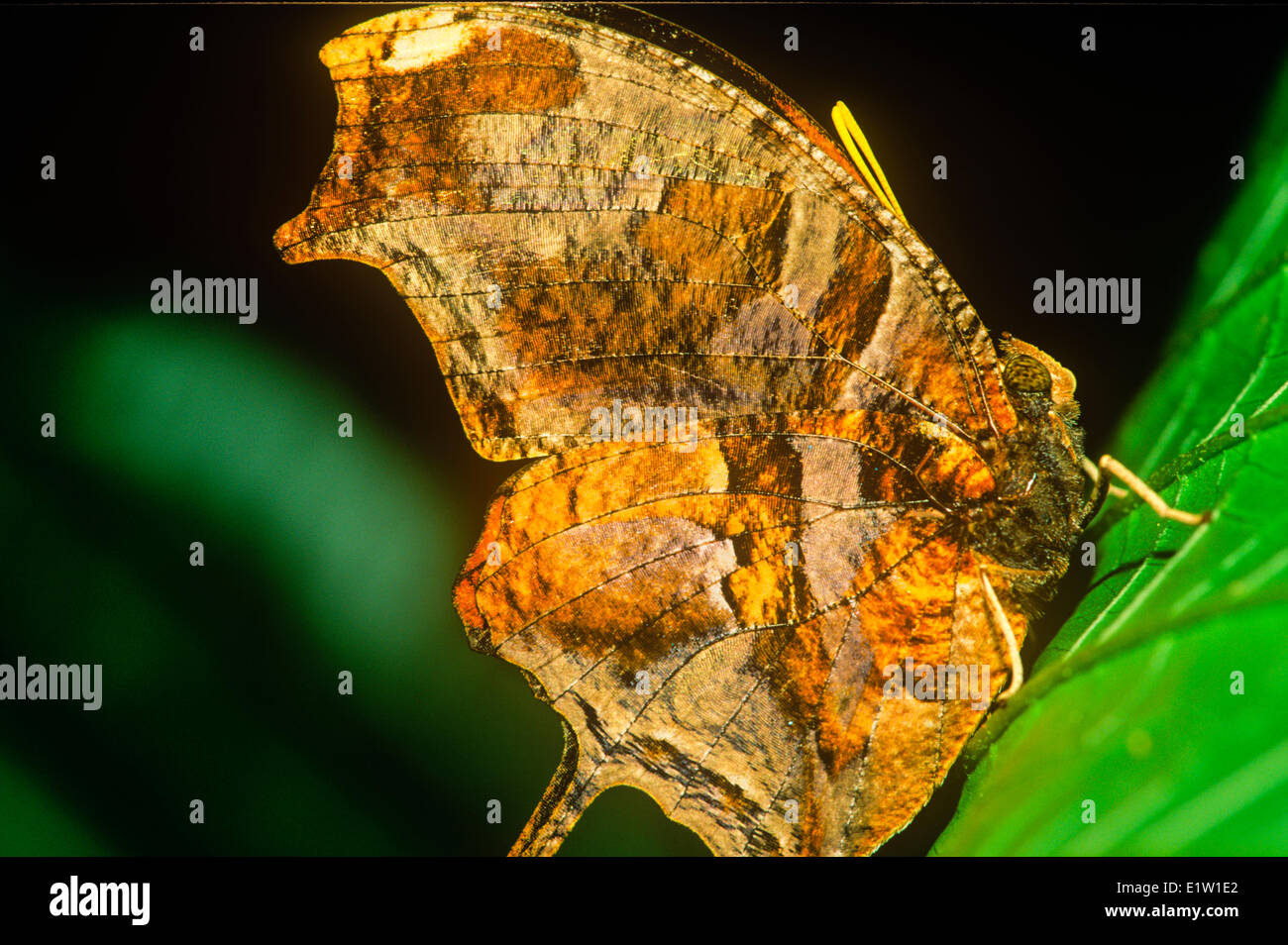 Consul fabius cecrops butterfly hi-res stock photography and images - Alamy