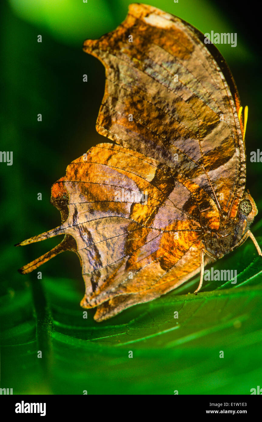 Tiger-striped Leafwing Butterfly, (Consul fabius cecrops) butterfly ...