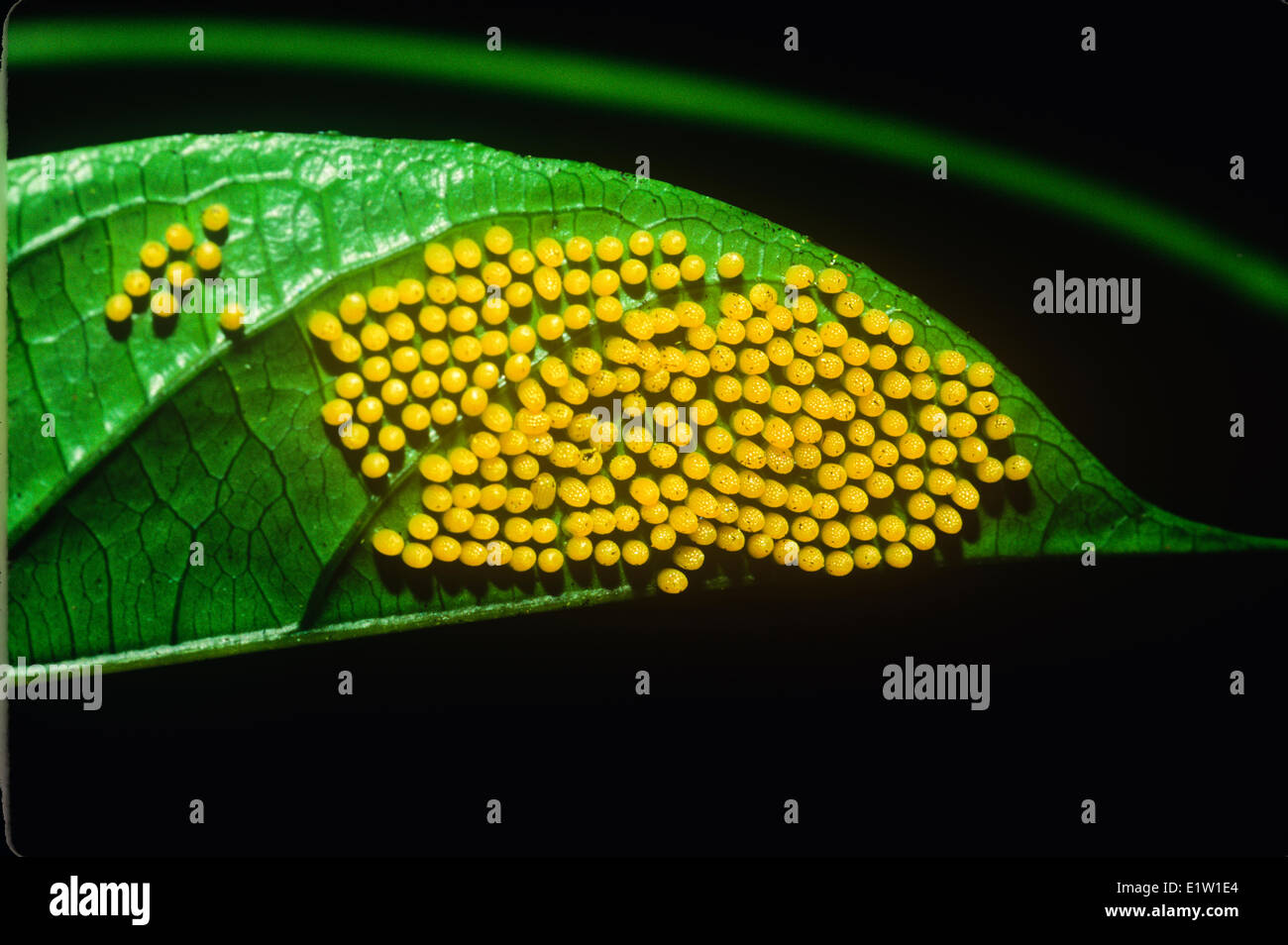 Juno longwing butterfly eggs hi-res stock photography and images - Alamy