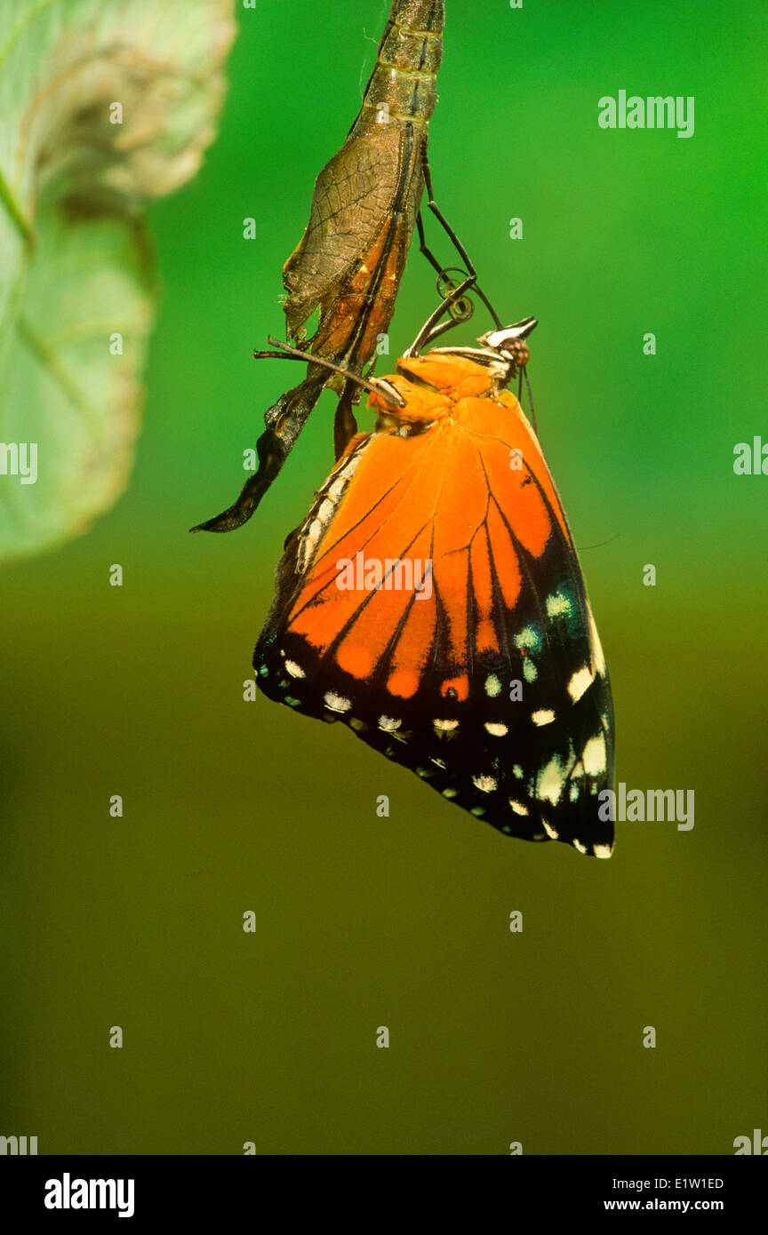 Red Cracker Butterfly, (Hamadryas amphinome mexicana), Male, ventral ...