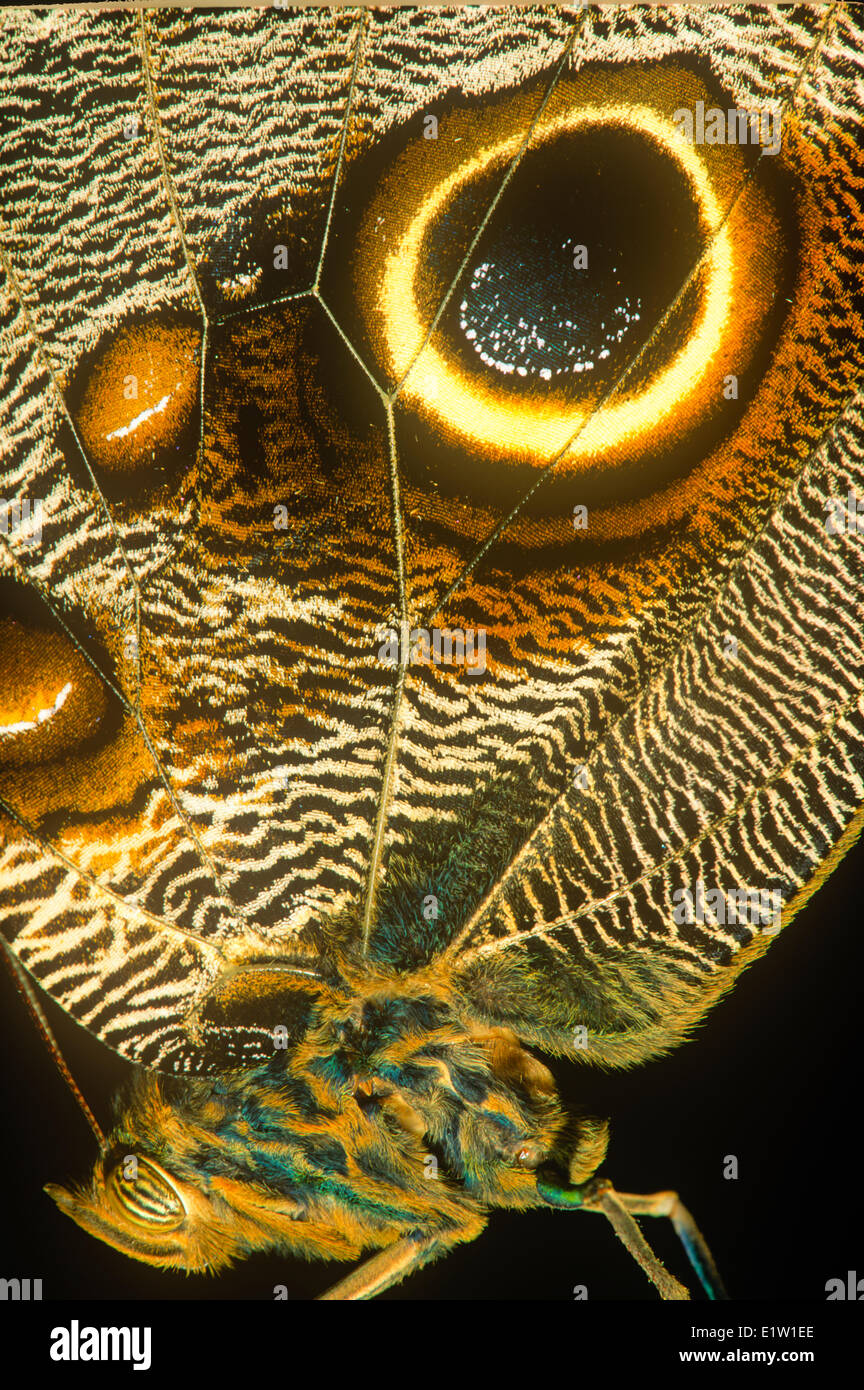 (Caligo eurilochus sulanus), Butterfly, ventral view, Costa Rica Stock ...