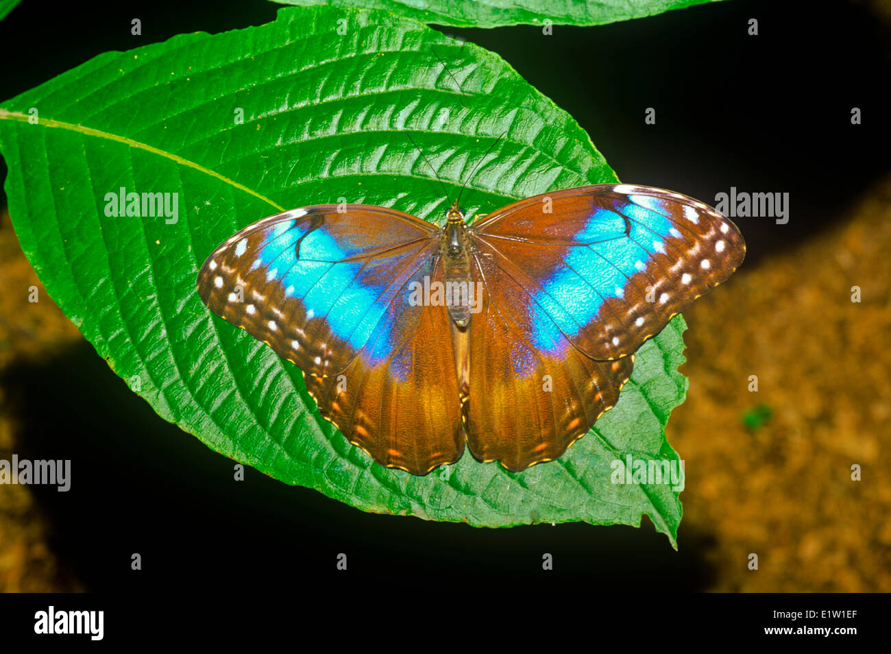 Blue Morpho Butterfly, (Morpho peleides limpida), dorsal view, Central ...