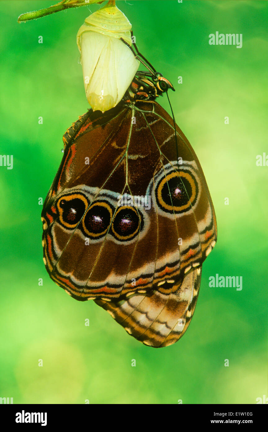 Butterfly Emerging From Cocoon High Resolution Stock Photography and ...