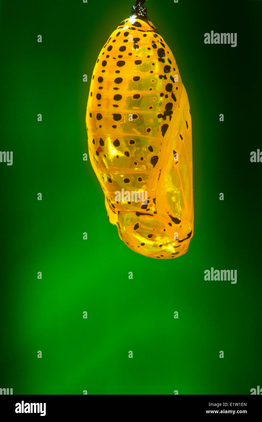 Large Tree Nymph Butterfly pupa, (Idea leuconoe Stock Photo - Alamy