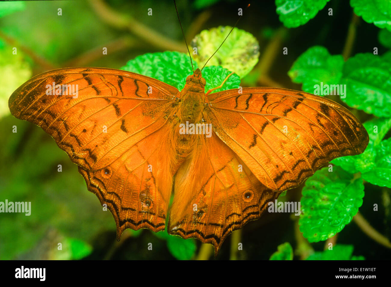 Cruiser Butterfly, (Vindula dejone), dorsal view Stock Photo - Alamy