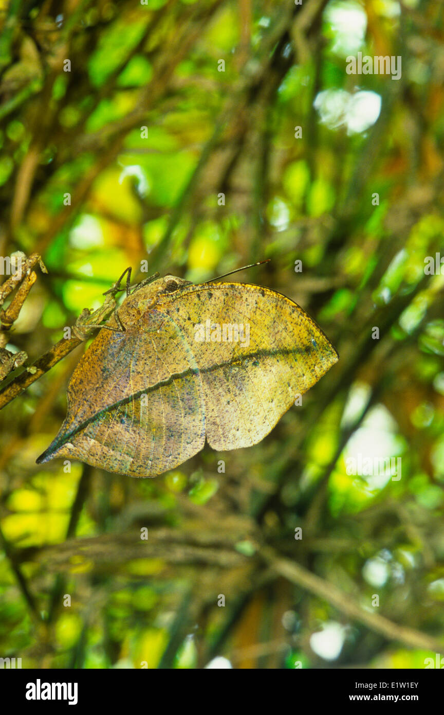 Kallima butterfly hi-res stock photography and images - Alamy