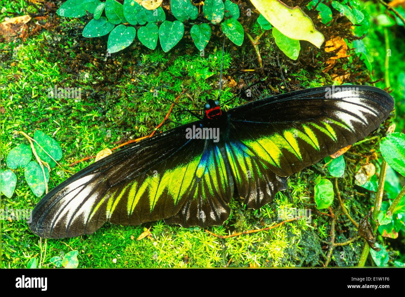 Borneo Rajah Brooke Birdwing Butterfly Travel World Time How Society