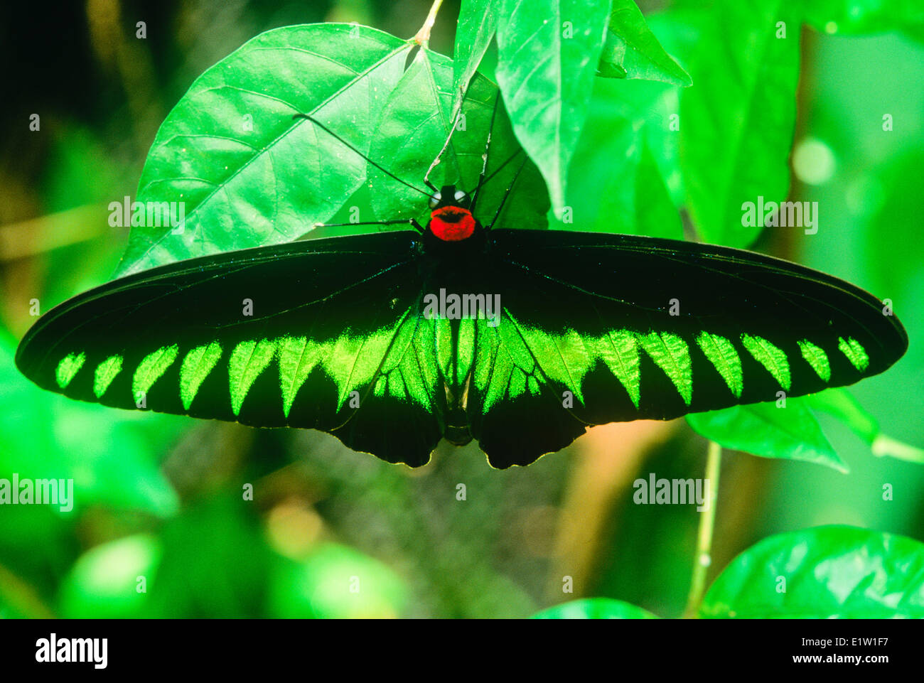 Rajah Brooke's Birdwing butterfly, (Trogonoptera brookiana), male ...