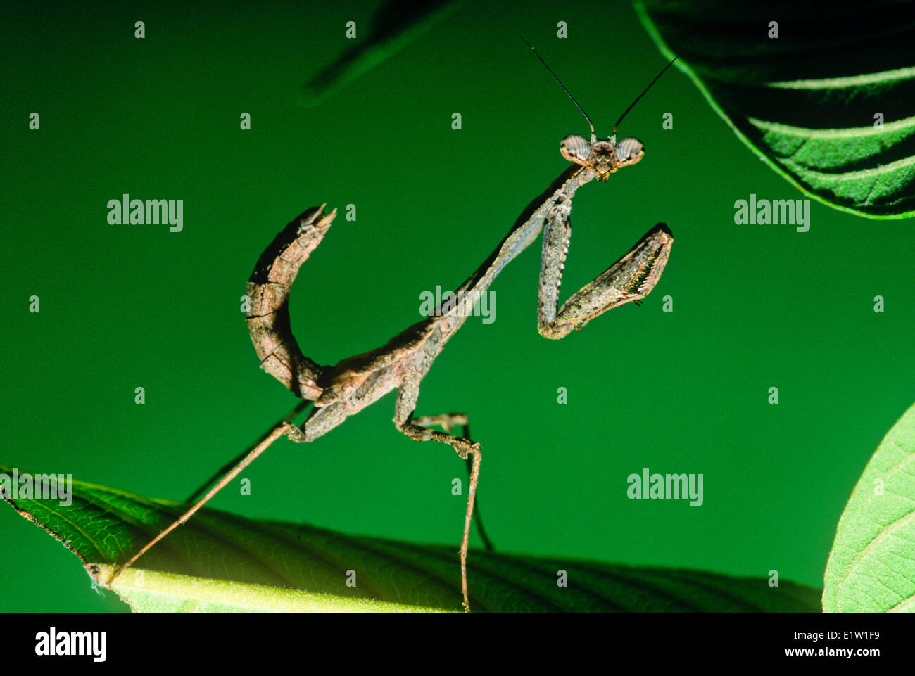 Giant Dead Leaf Mantis, (Deroplatys horificata Stock Photo - Alamy