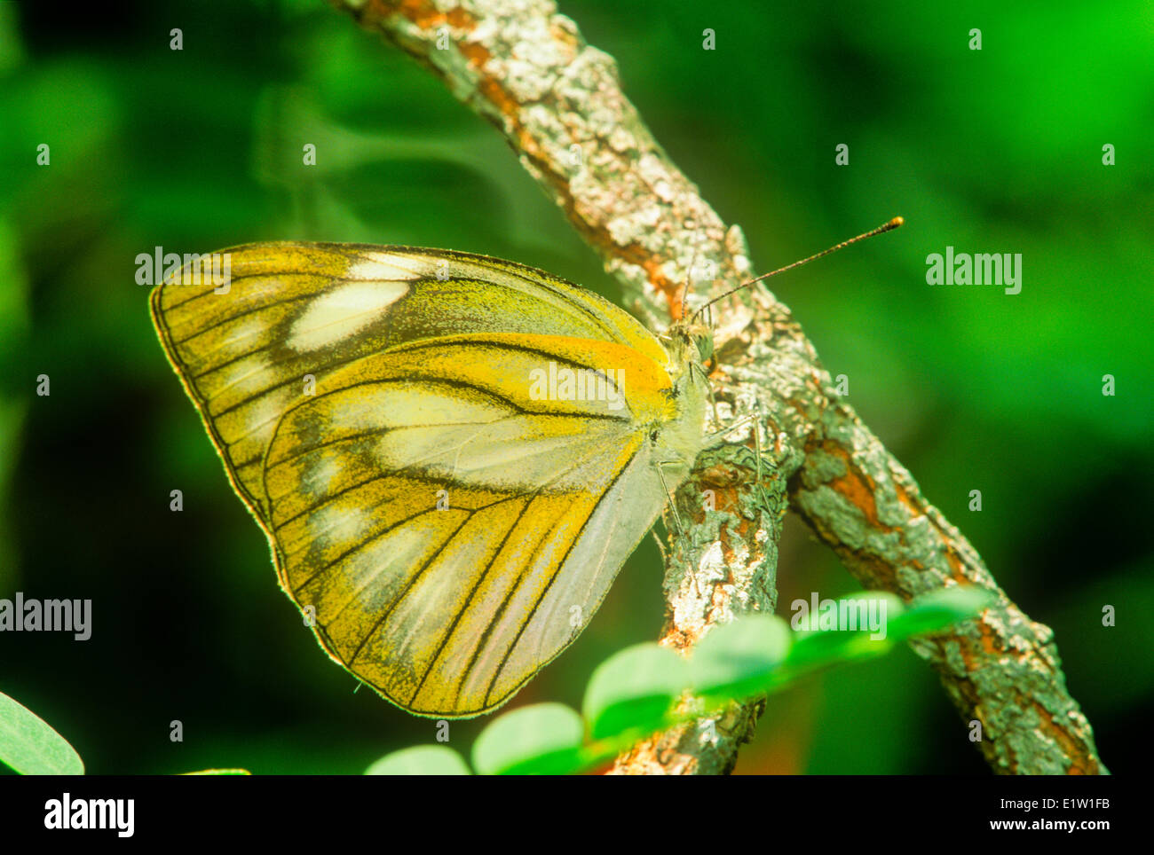 Common Sergeant Butterfly, (Athyma perius), ventral view, South Asia ...