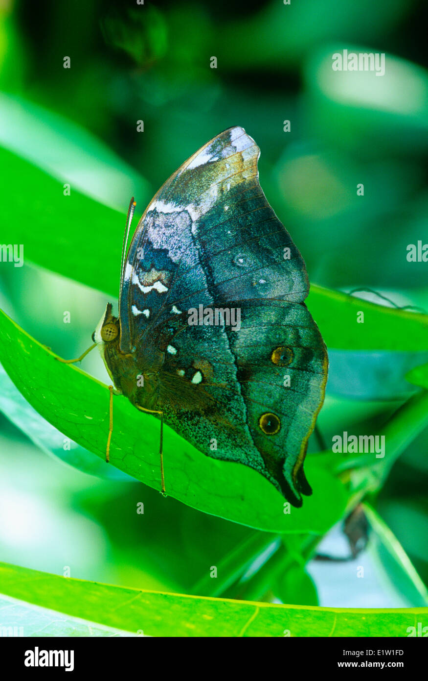 Nymphalidae leafwing butterfly insect High Resolution Stock Photography ...