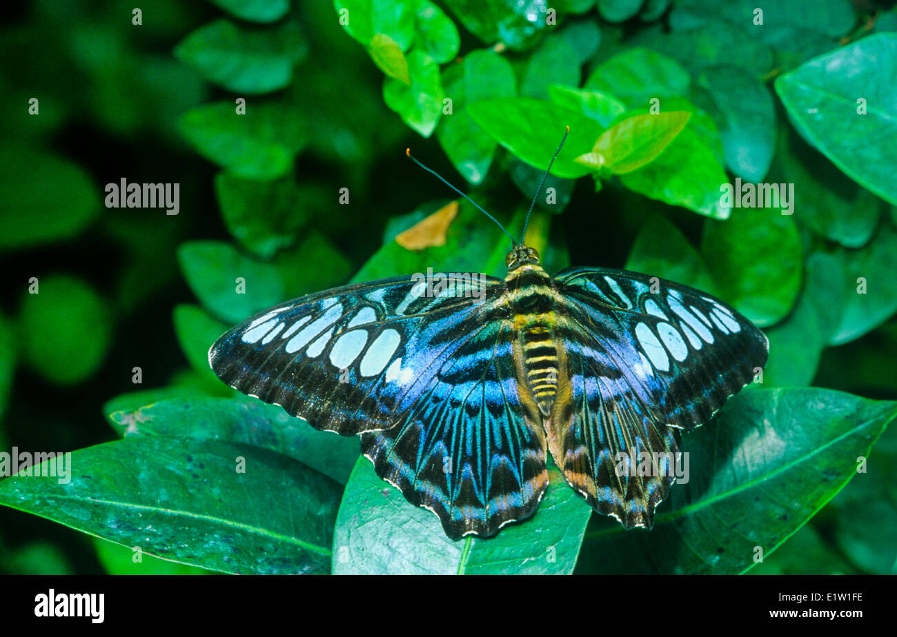 Blue Clipper Butterfly, (Parthenos sylvia lilacinus), dorsal view ...