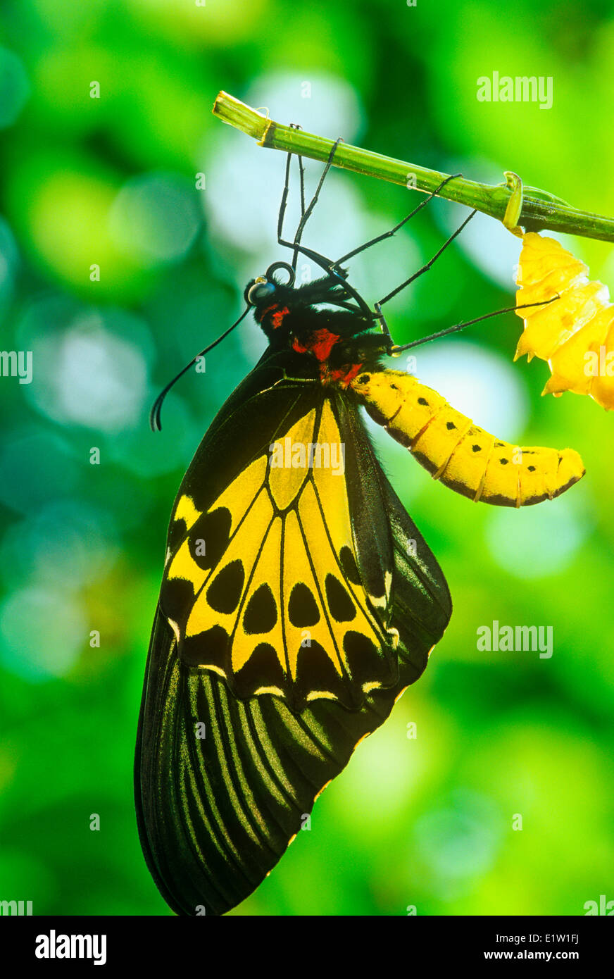 Common Birdwing Butterfly emerging from pupal case, (Troides helena ...