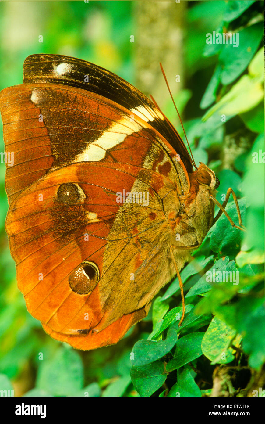 Tufted Jungleking Butterfly, (Thauria aliris), male, ventral view ...