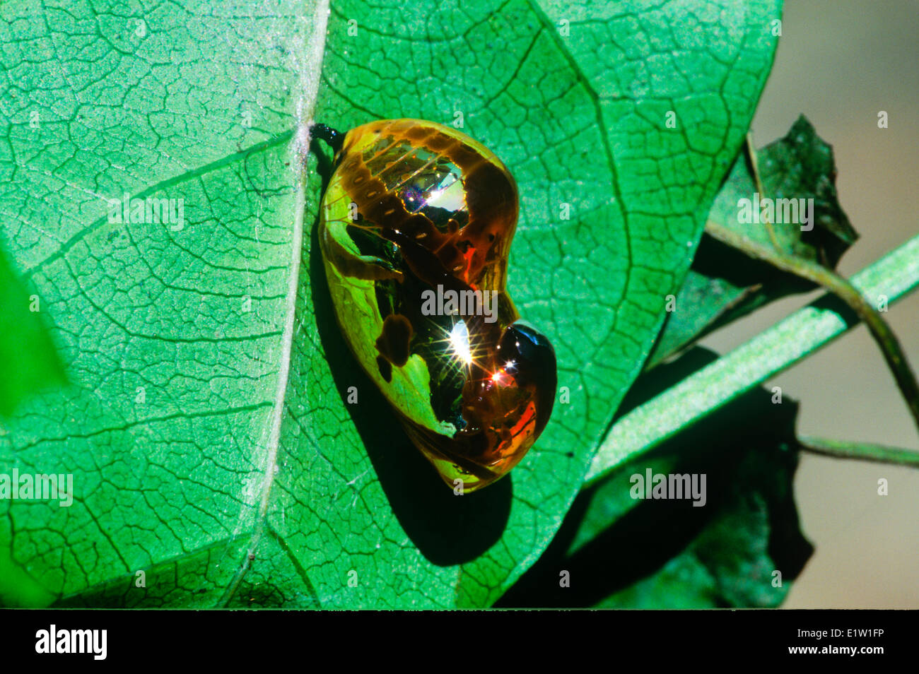 Common crow butterfly chrysalis hi-res stock photography and images - Alamy