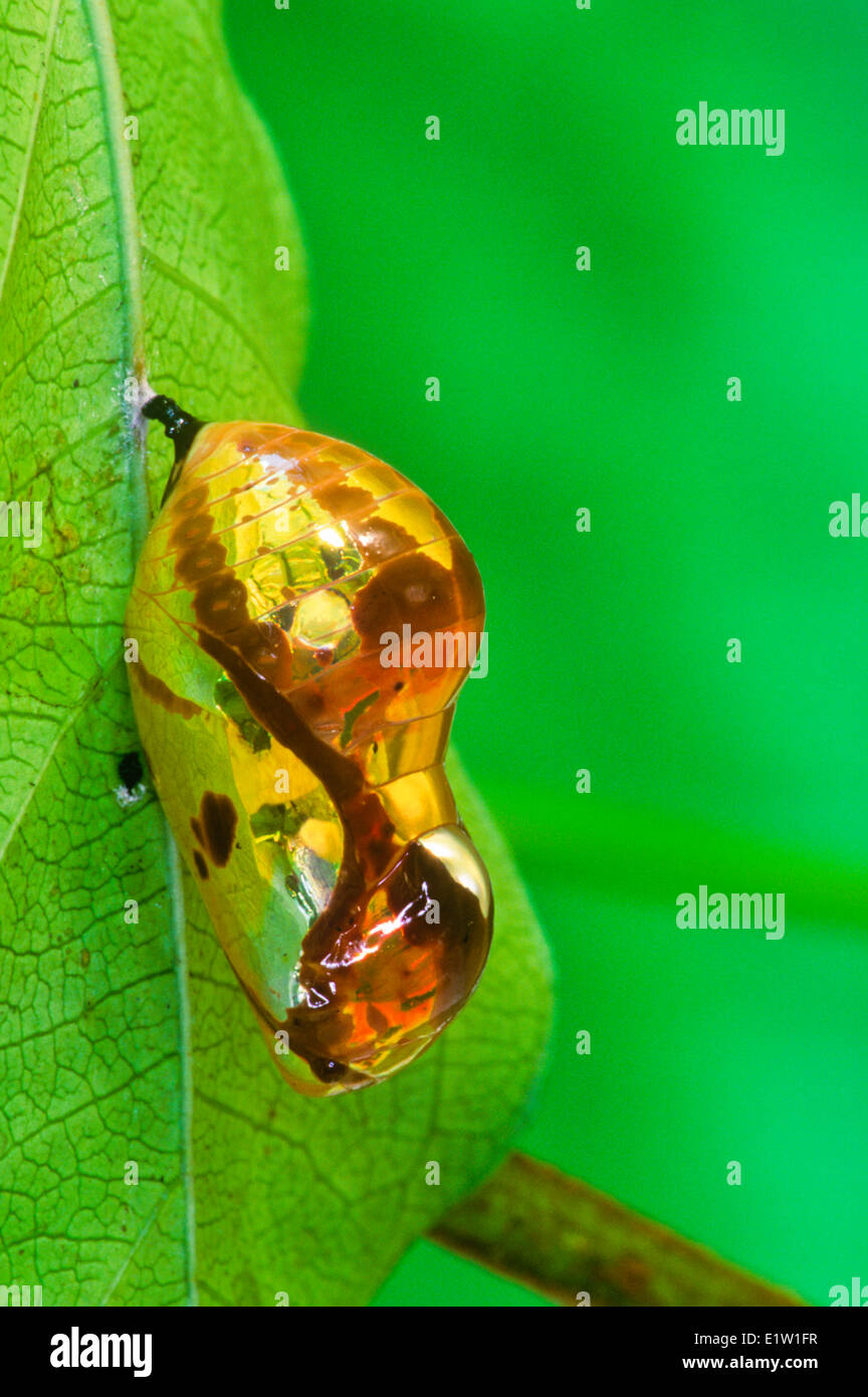 Common Crow Butterfly pupa, (Euploea core Stock Photo - Alamy