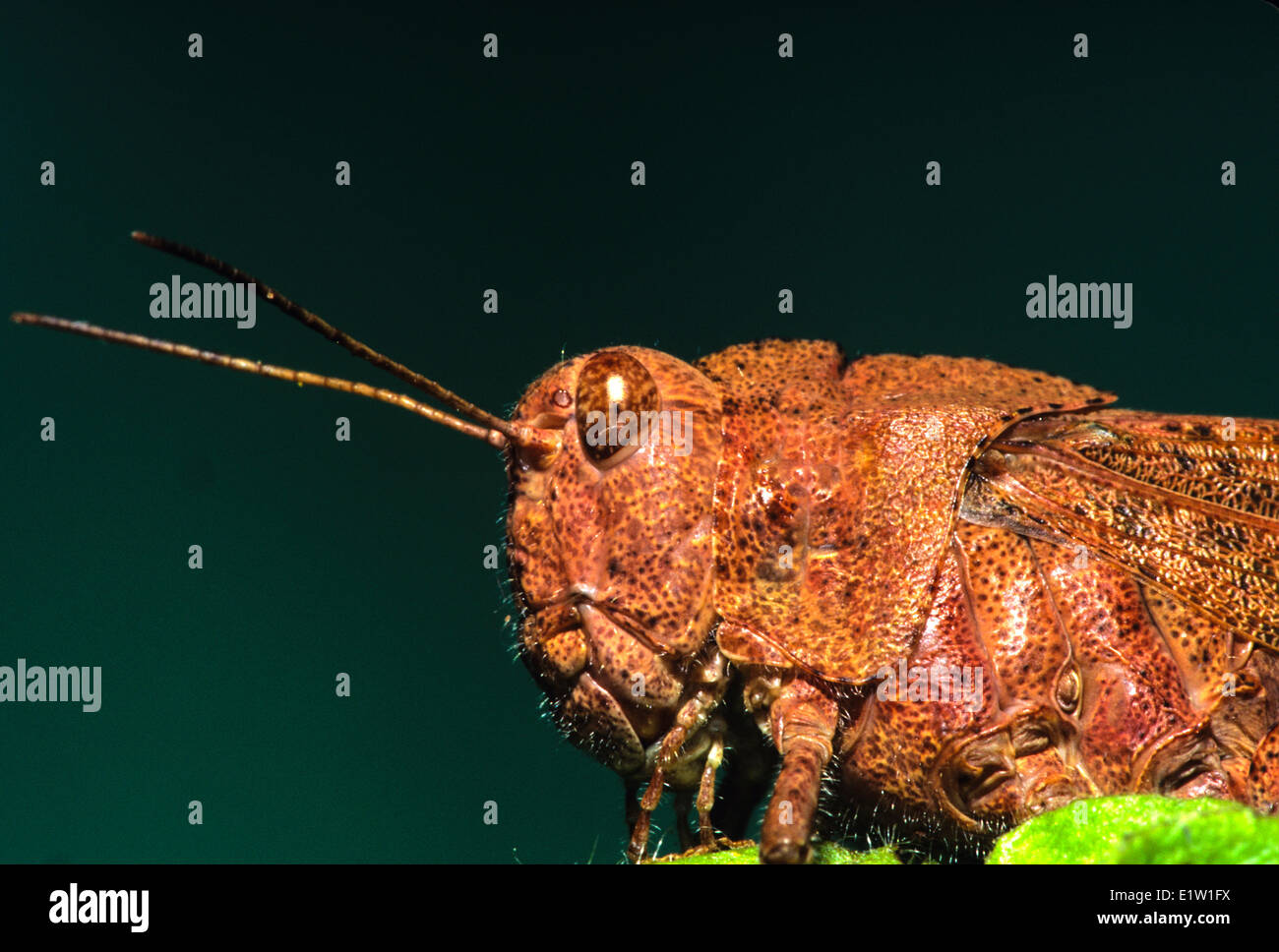 Carolina locust hi-res stock photography and images - Alamy