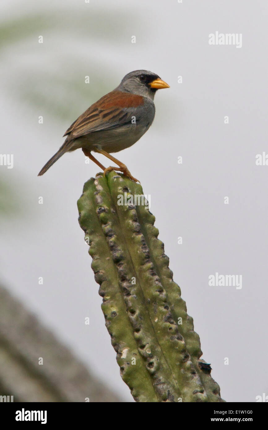Little Inca-Finch (Incaspiza watkinsi) perched on a cactus in Peru ...