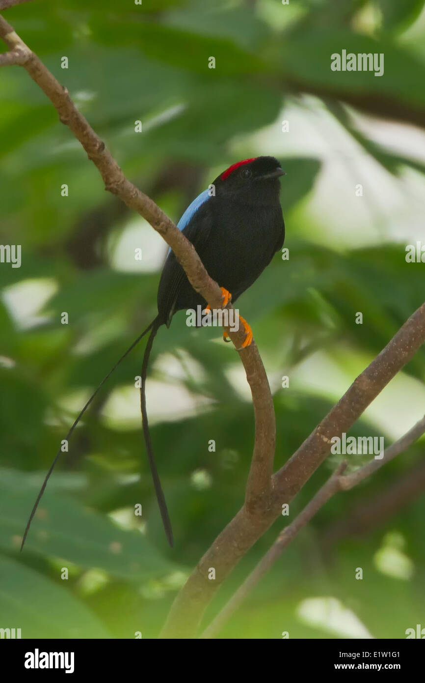 Long tailed manakin hi-res stock photography and images - Alamy