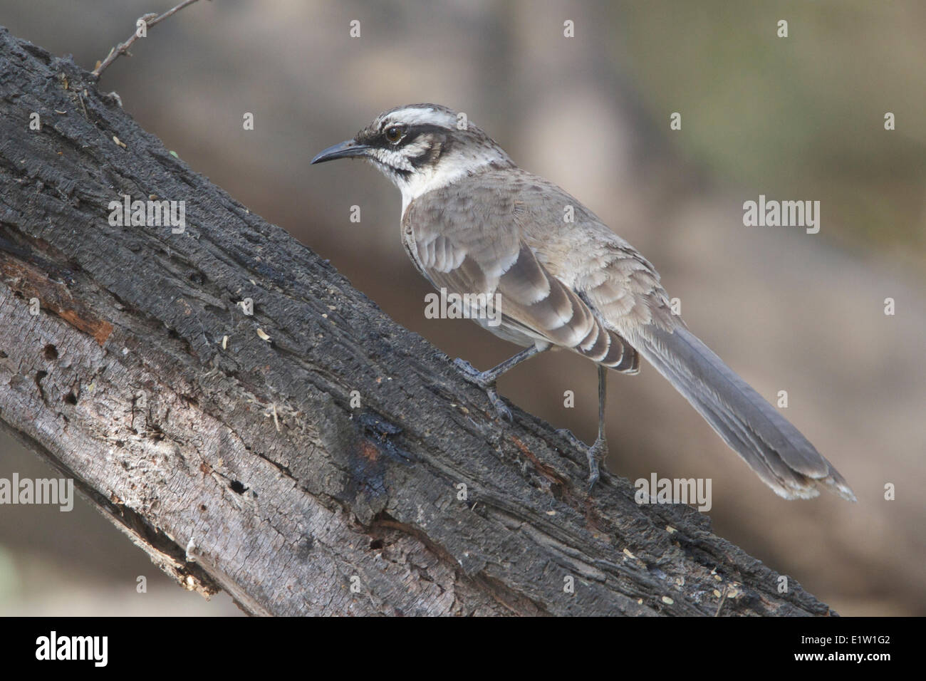 Long-tailed Mockingbird (Mimus longicaudatus) perched on a branch in ...
