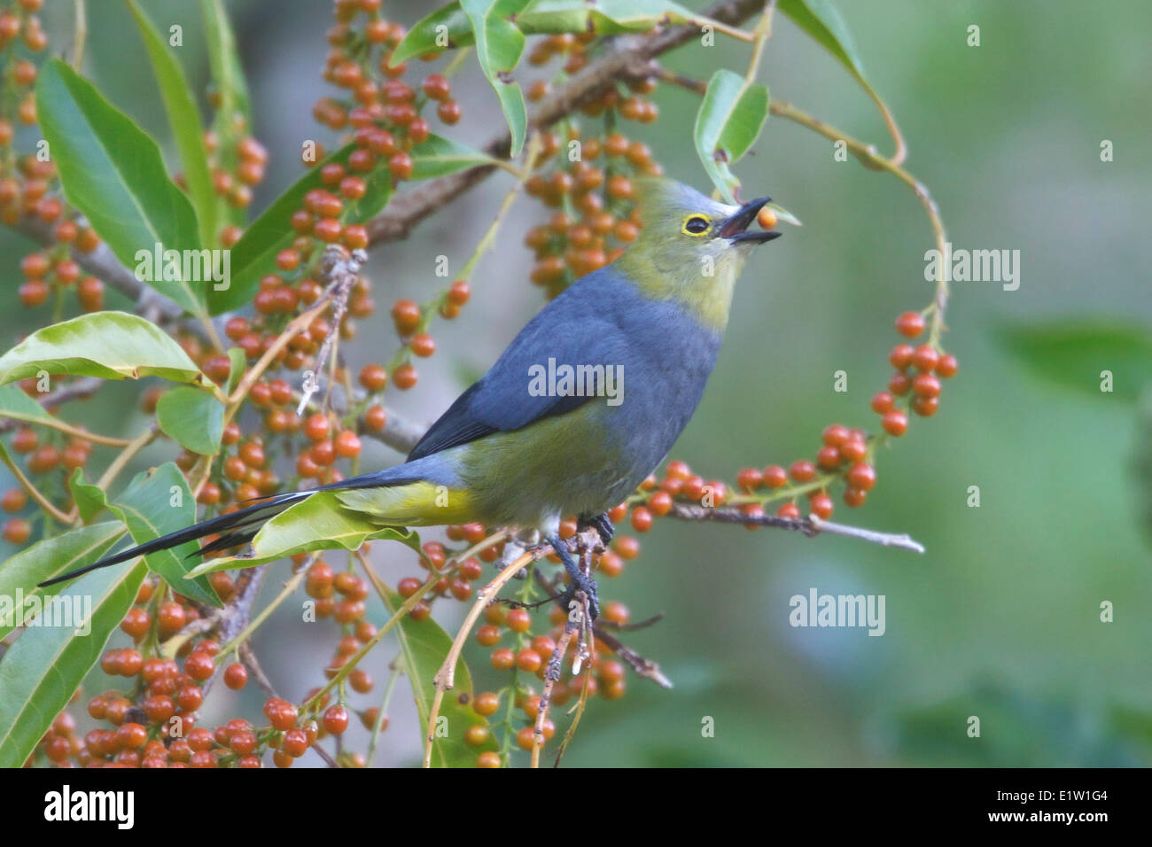 Long-tailed Silky Flycatcher (Ptilogonys caudatus) perched on a branch ...