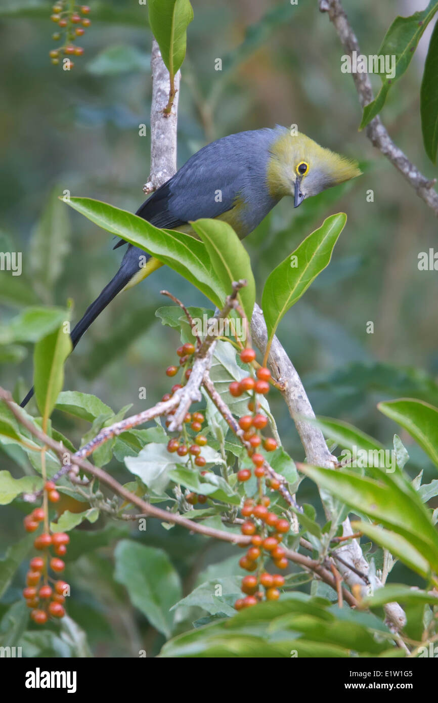 Long-tailed Silky Flycatcher (Ptilogonys caudatus) perched on a branch ...