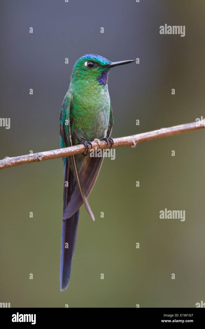 Long tailed sylph hummingbird hi-res stock photography and images - Alamy