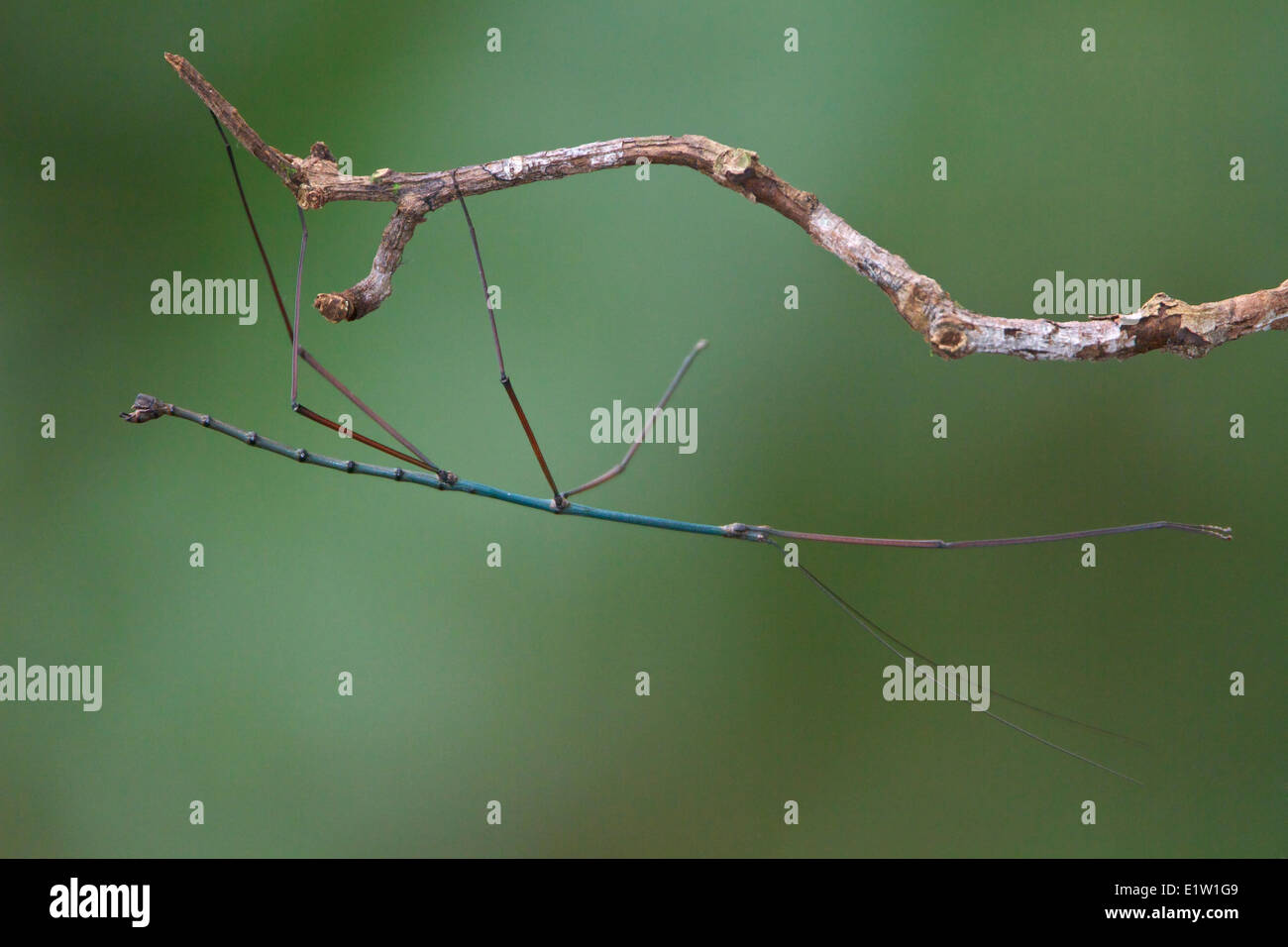 Phasmids hi-res stock photography and images - Alamy