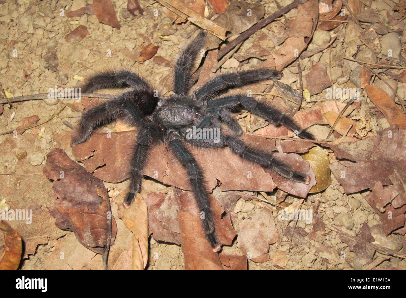 Tarantula photography hi-res stock photography and images - Alamy