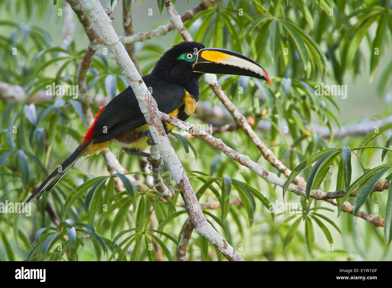 Many banded aracari pteroglossus pluricinctus hi-res stock photography ...