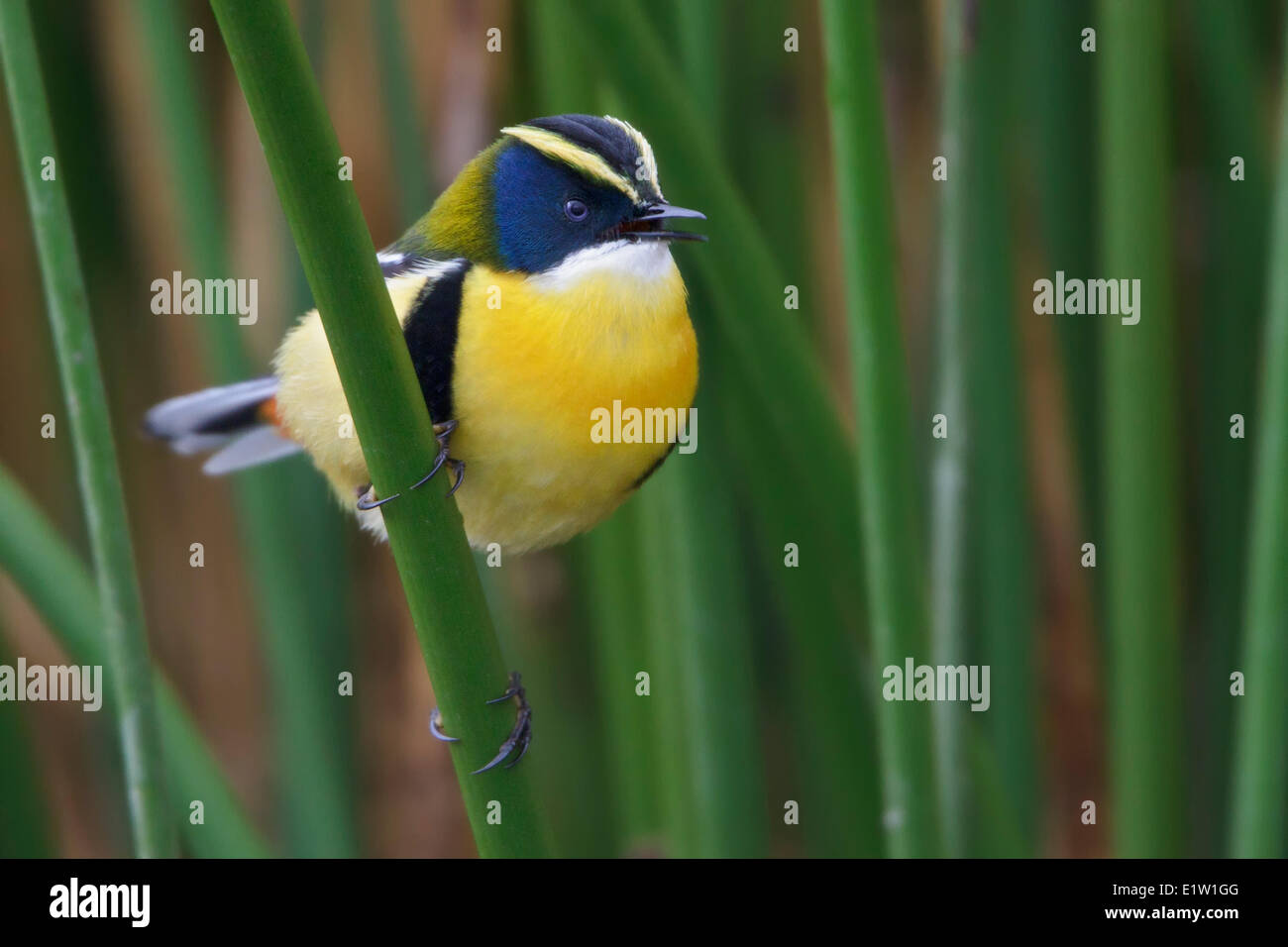 Many colored rush tyrant hi-res stock photography and images - Alamy
