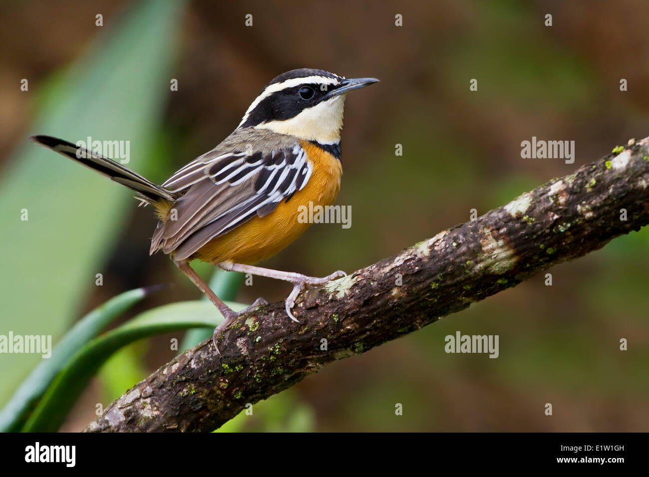 Maranon hi-res stock photography and images - Alamy