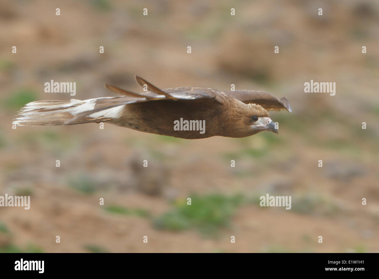 Mountain Caracara (Phalcoboenus megalopterus) flying in Peru Stock ...