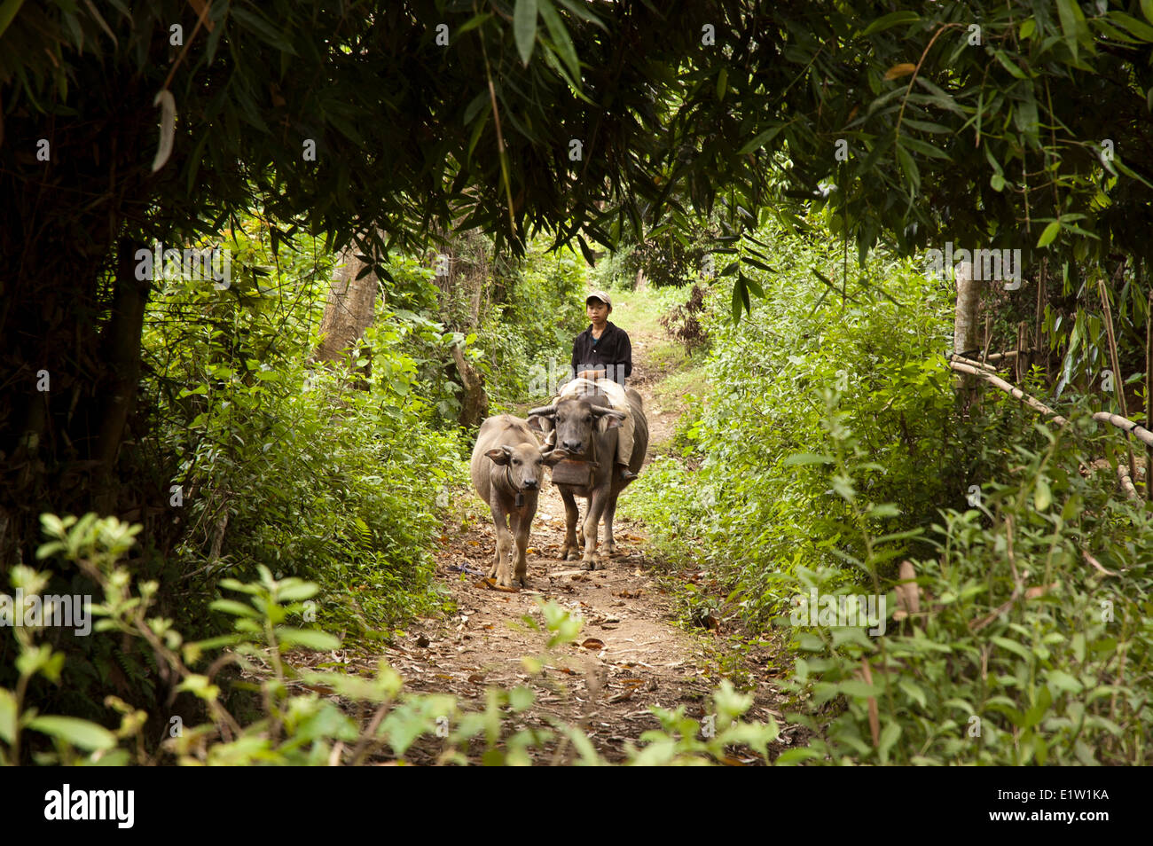 Vietnamese boy on water buffalo hi-res stock photography and images - Alamy
