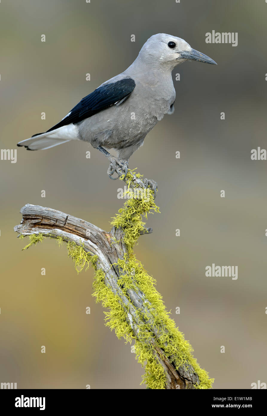 Clark's Nutcracker (Nucifraga columbiana) - Dechutes National Forest ...