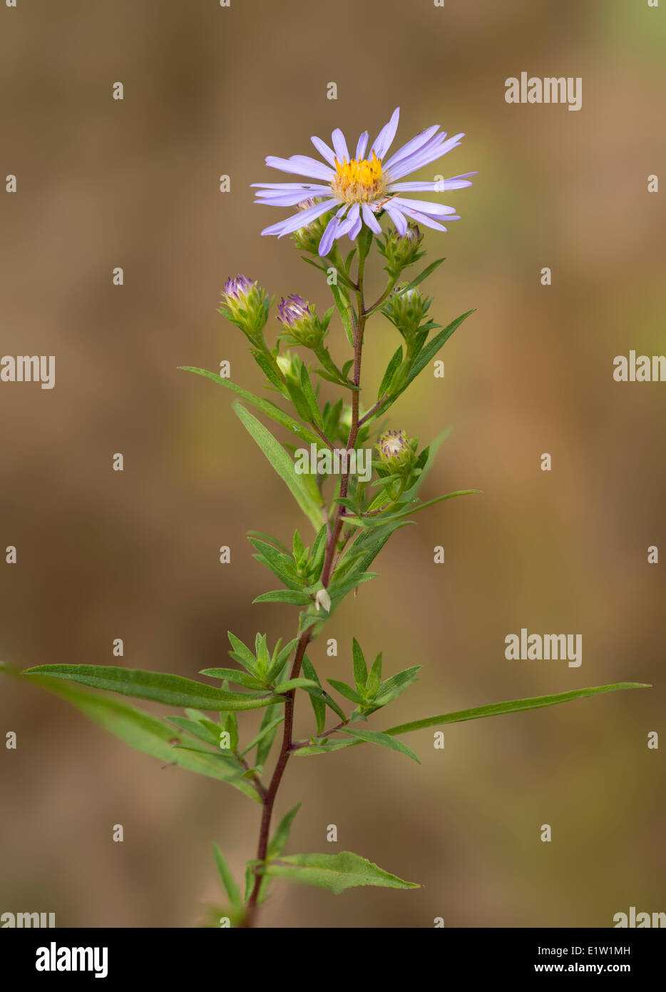 Douglas aster symphotrichum subspicatum saanich bc hi-res stock ...