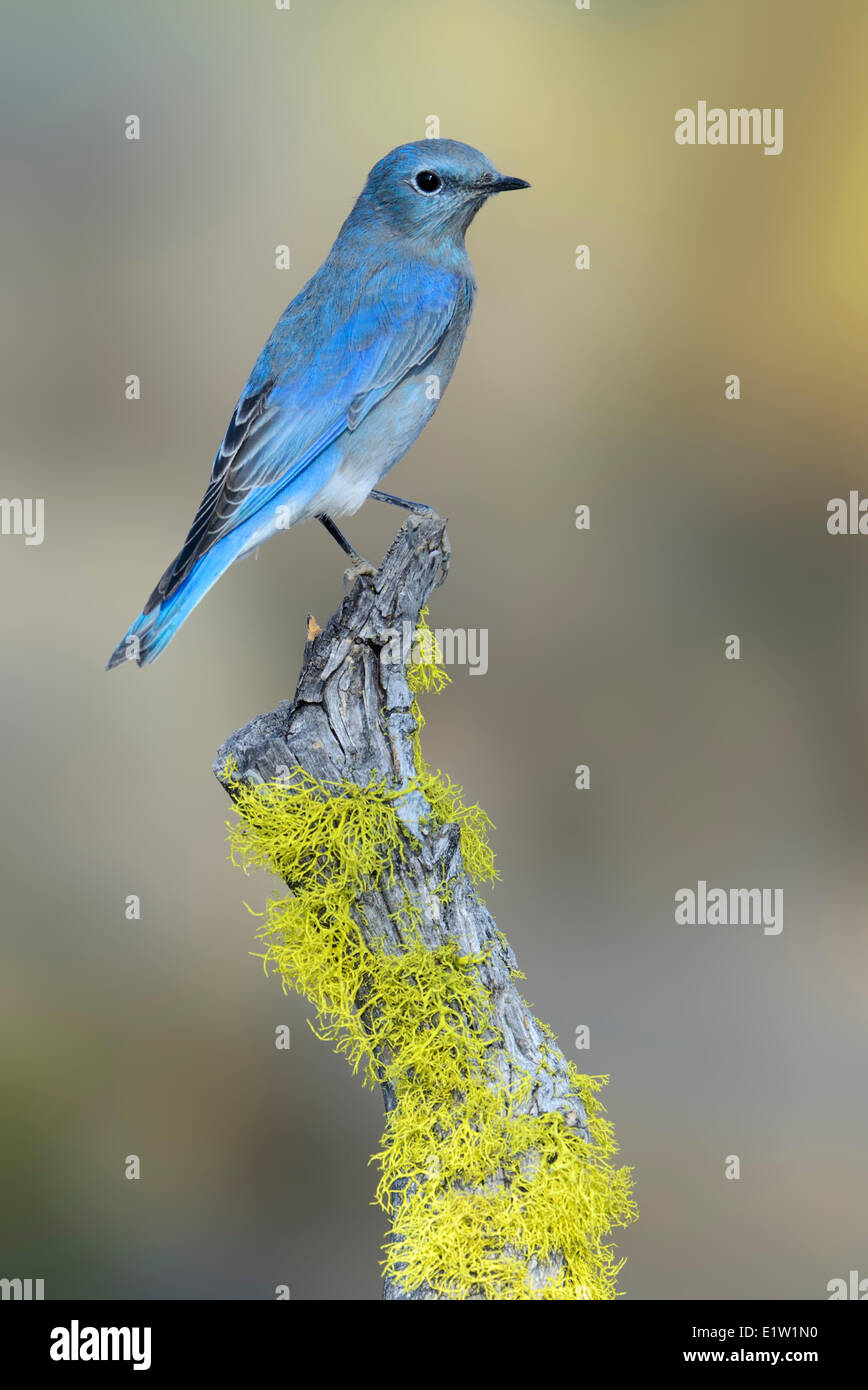 Mountain Bluebird (Sialia currucoides) - Deschutes National Forest ...