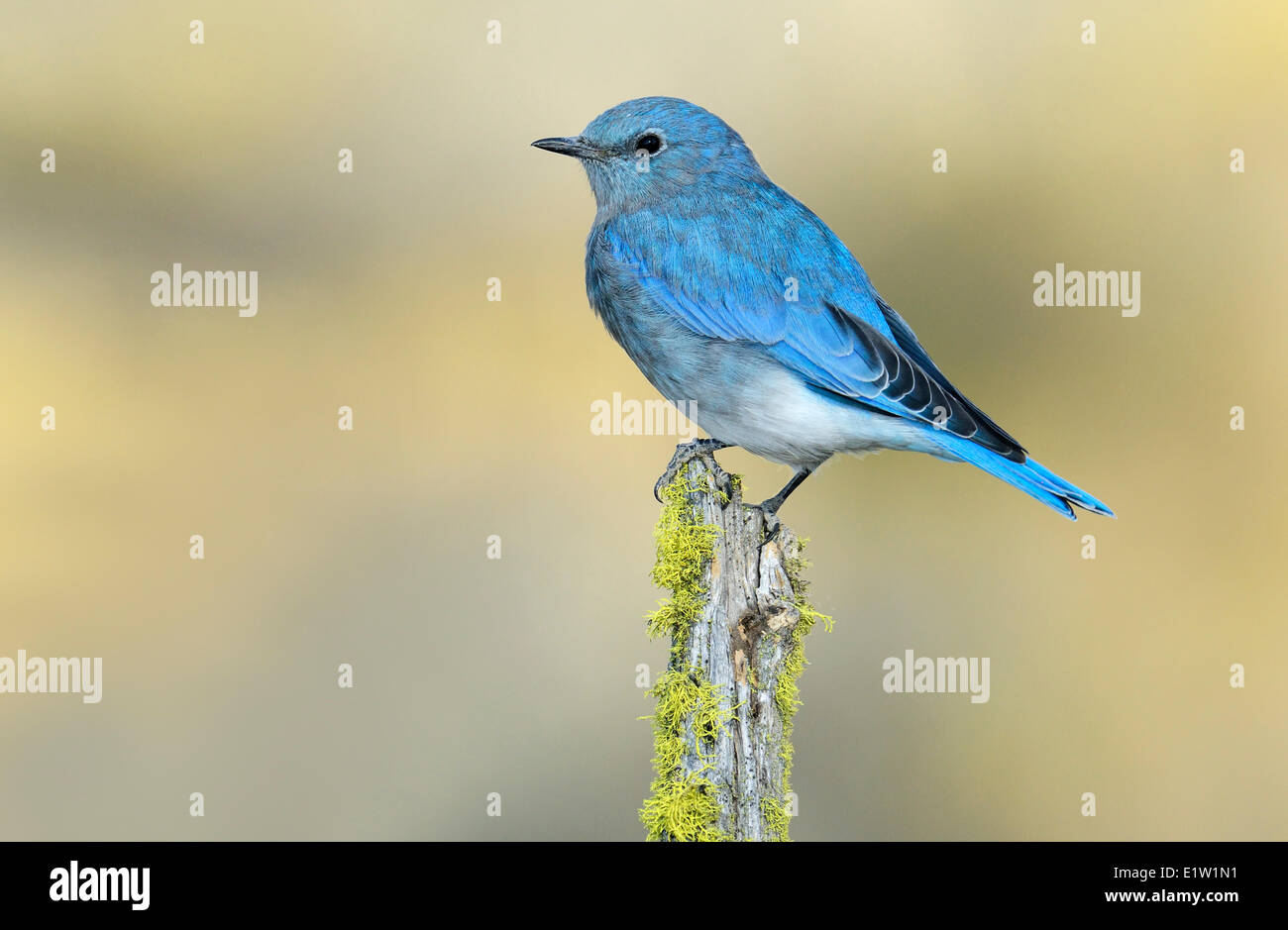 Mountain Bluebird (Sialia currucoides) - Deschutes National Forest ...